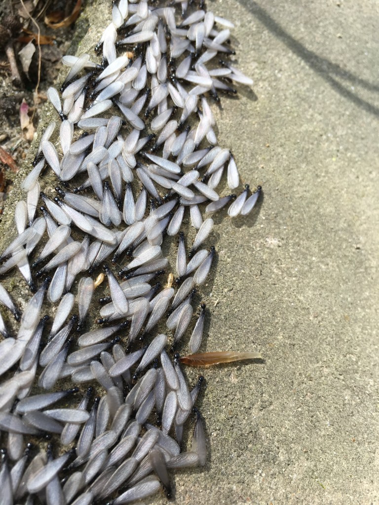 Services – Collins Pest Control